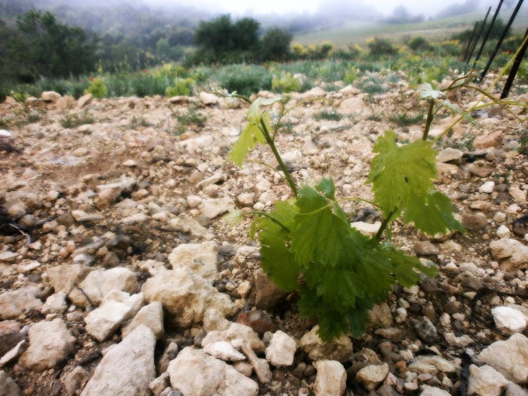 Plantation de la vigne au jardin - L'antre Autre